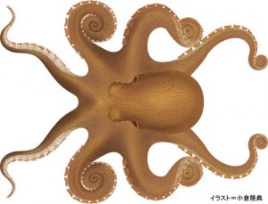 madako | 房総爆釣通信